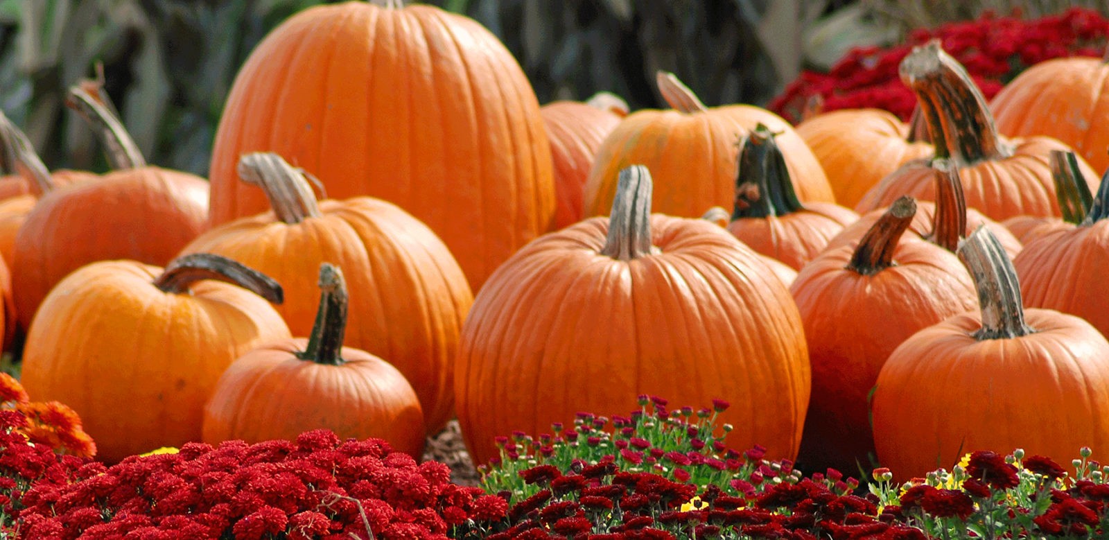 Color Trends: Pumpkin - Kansas City Homes & Style