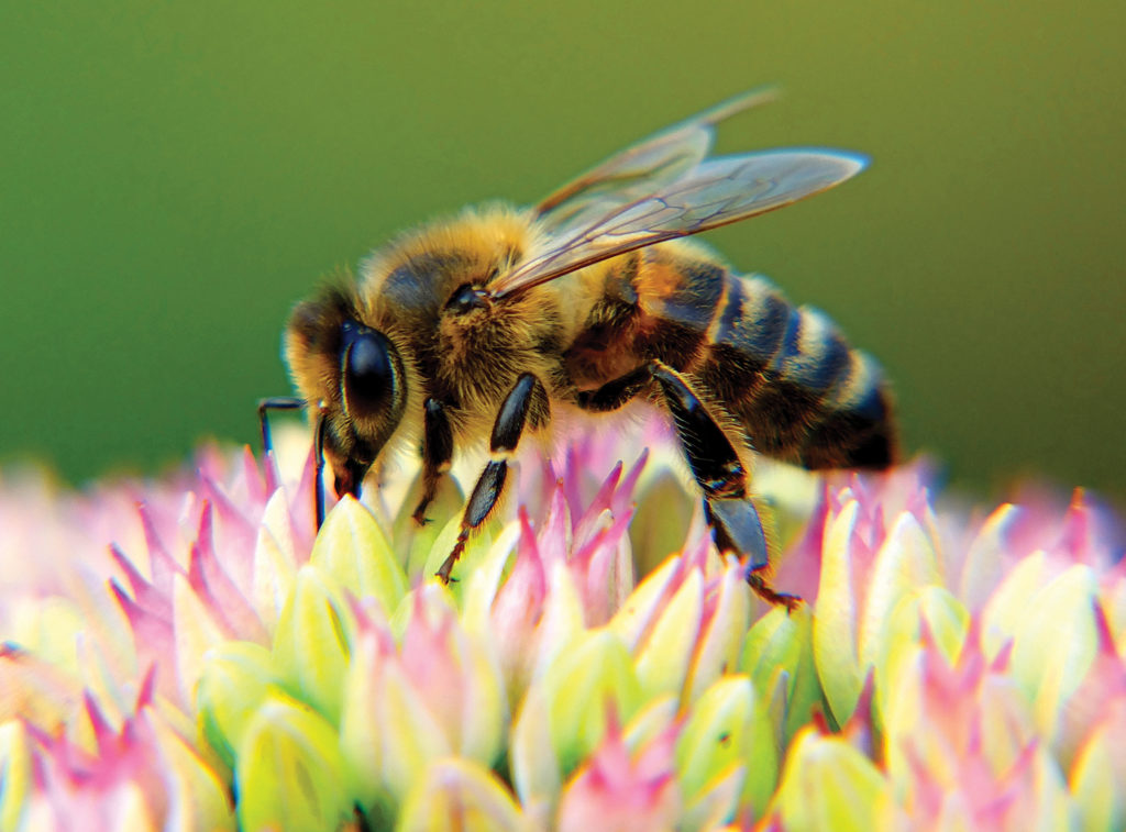 Bee My Honey - Kansas City Homes & Style